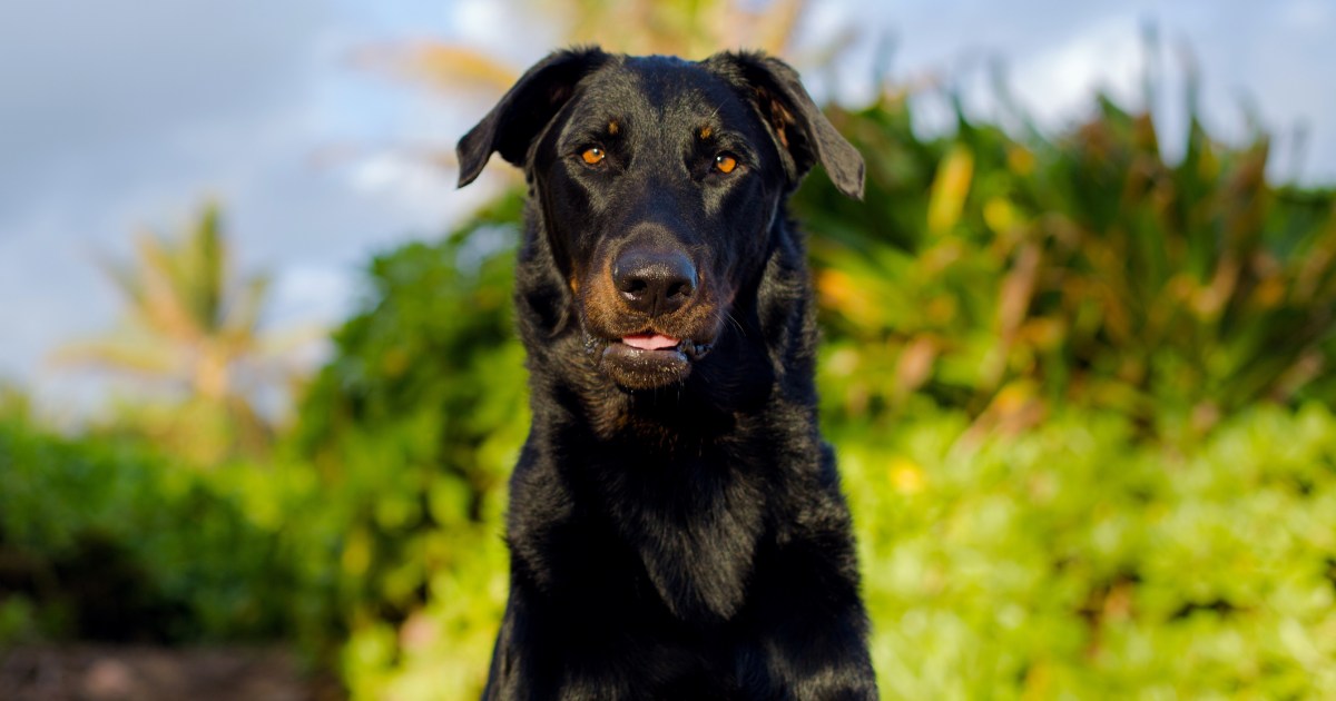 Beauceron Dog Breed Information & Characteristics