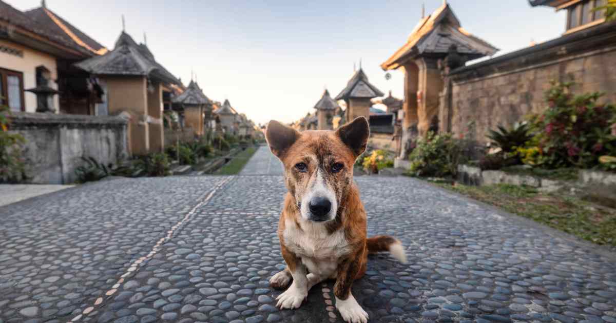 Indigenous Bali Dogs on Brink of Extinction