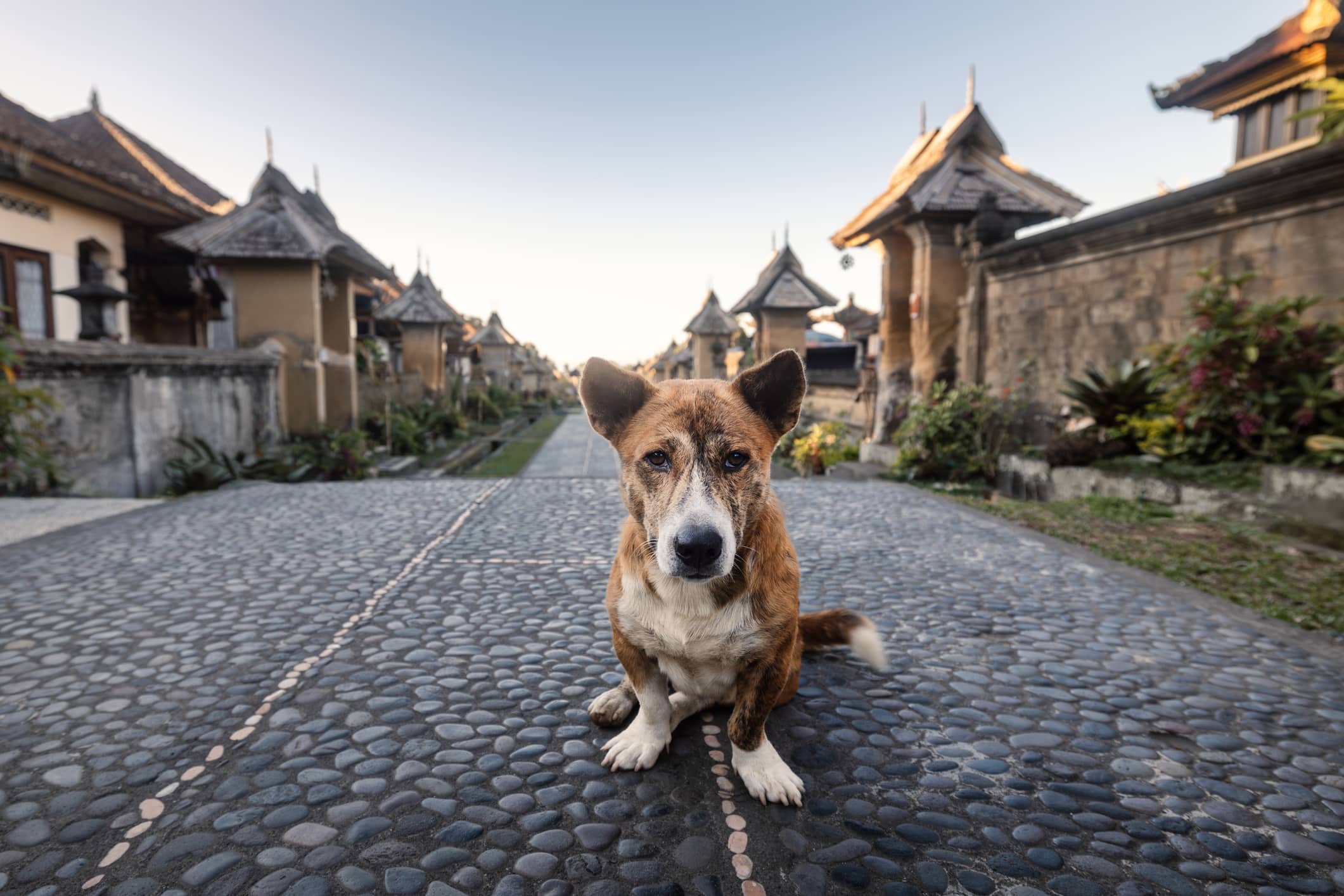 Indigenous Bali Dogs on Brink of Extinction