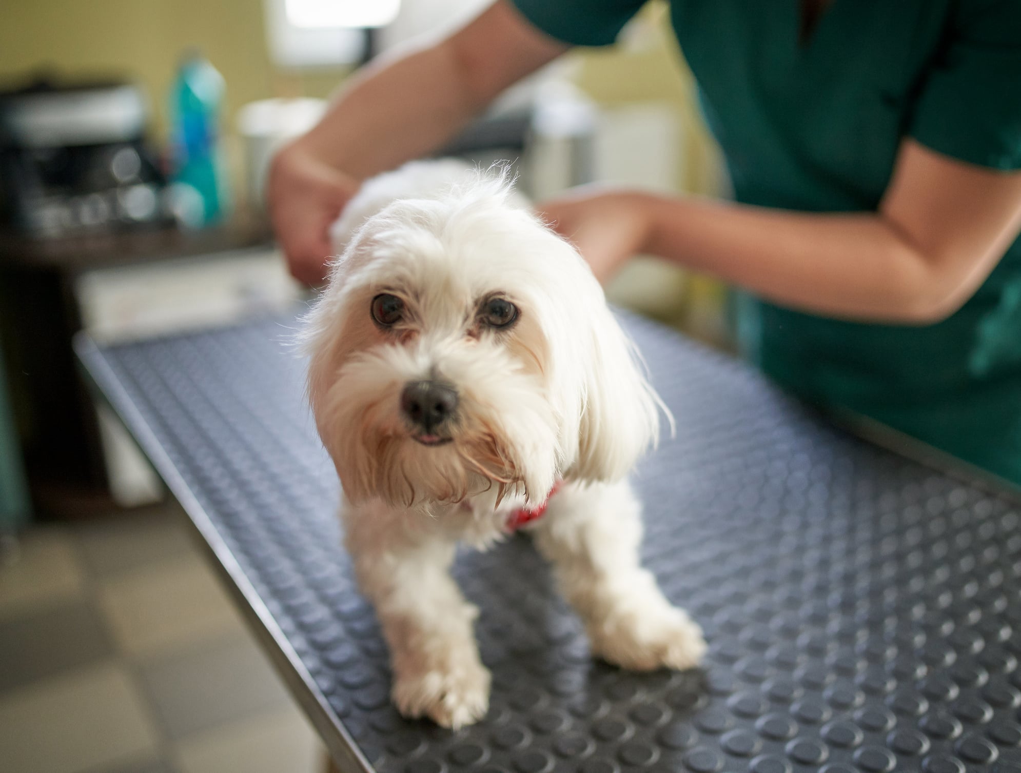 Clindamycin for Dogs: Uses, Dosage, & Side Effects