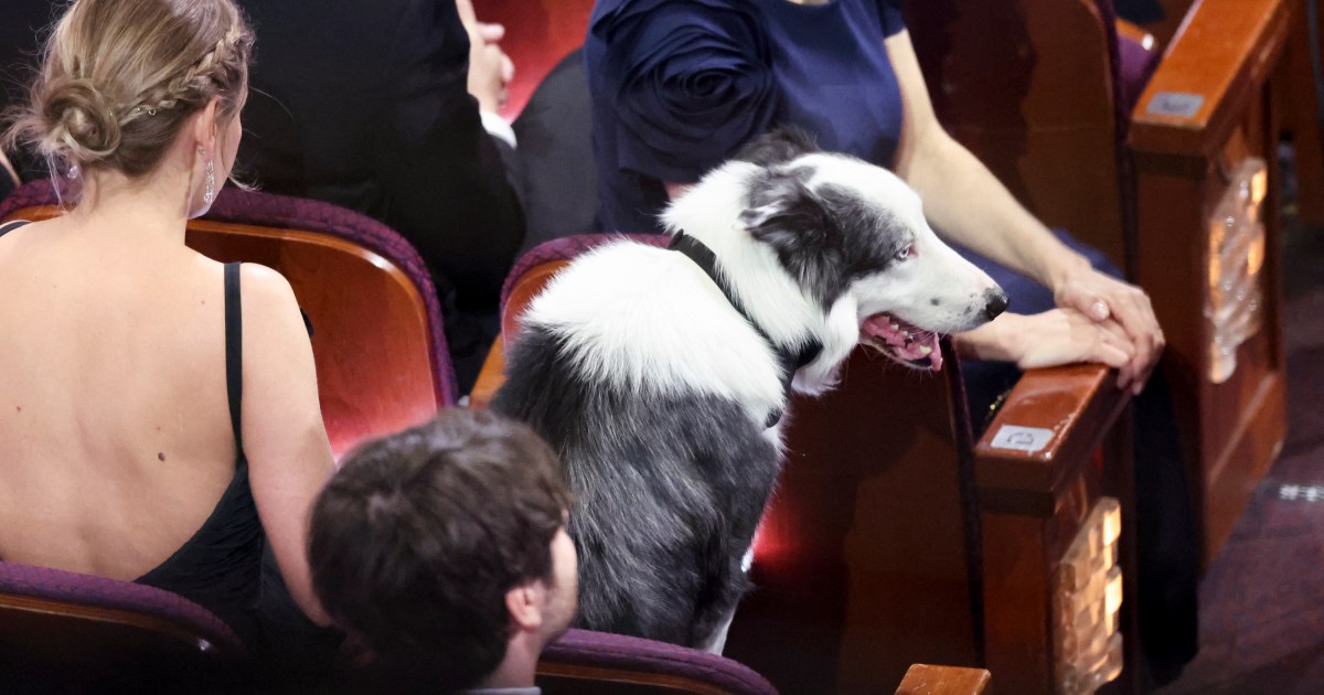Oscars 2024: ‘Anatomy of a Fall's Dog Messi Steals the Show
