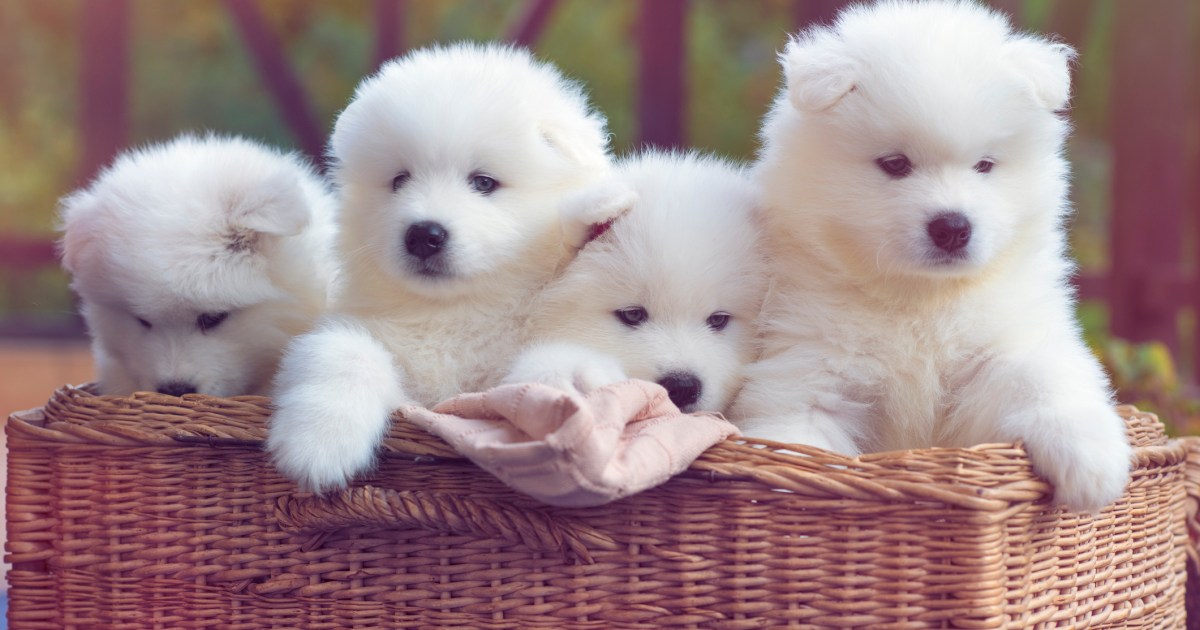 Samoyed Puppy Pictures and Facts