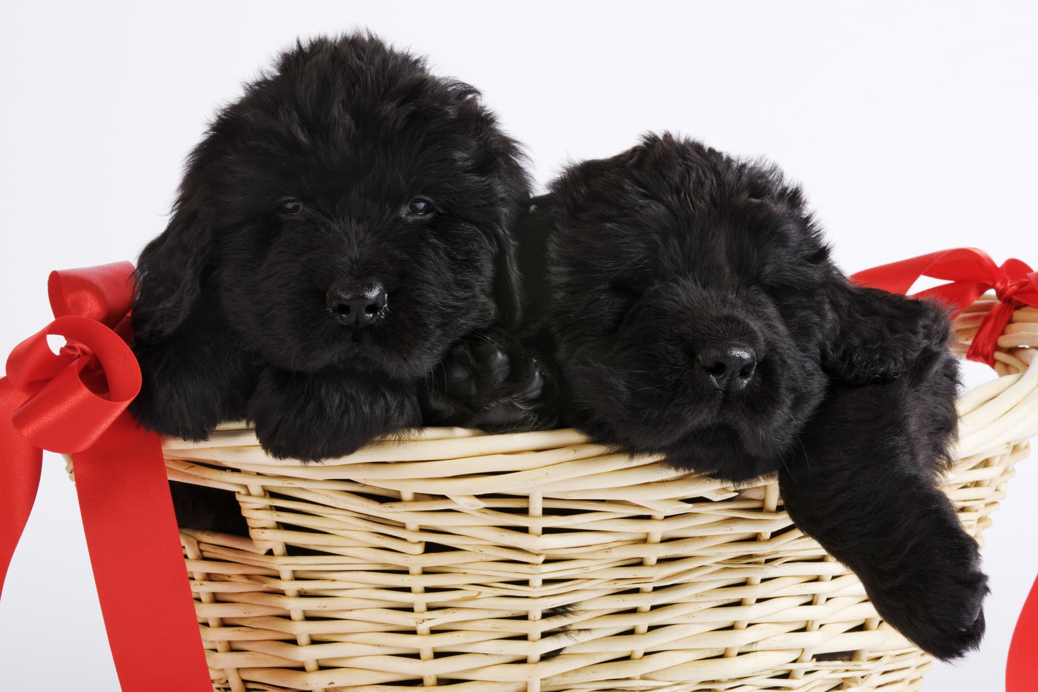 Newfoundland Puppies: Cute Pictures and Facts