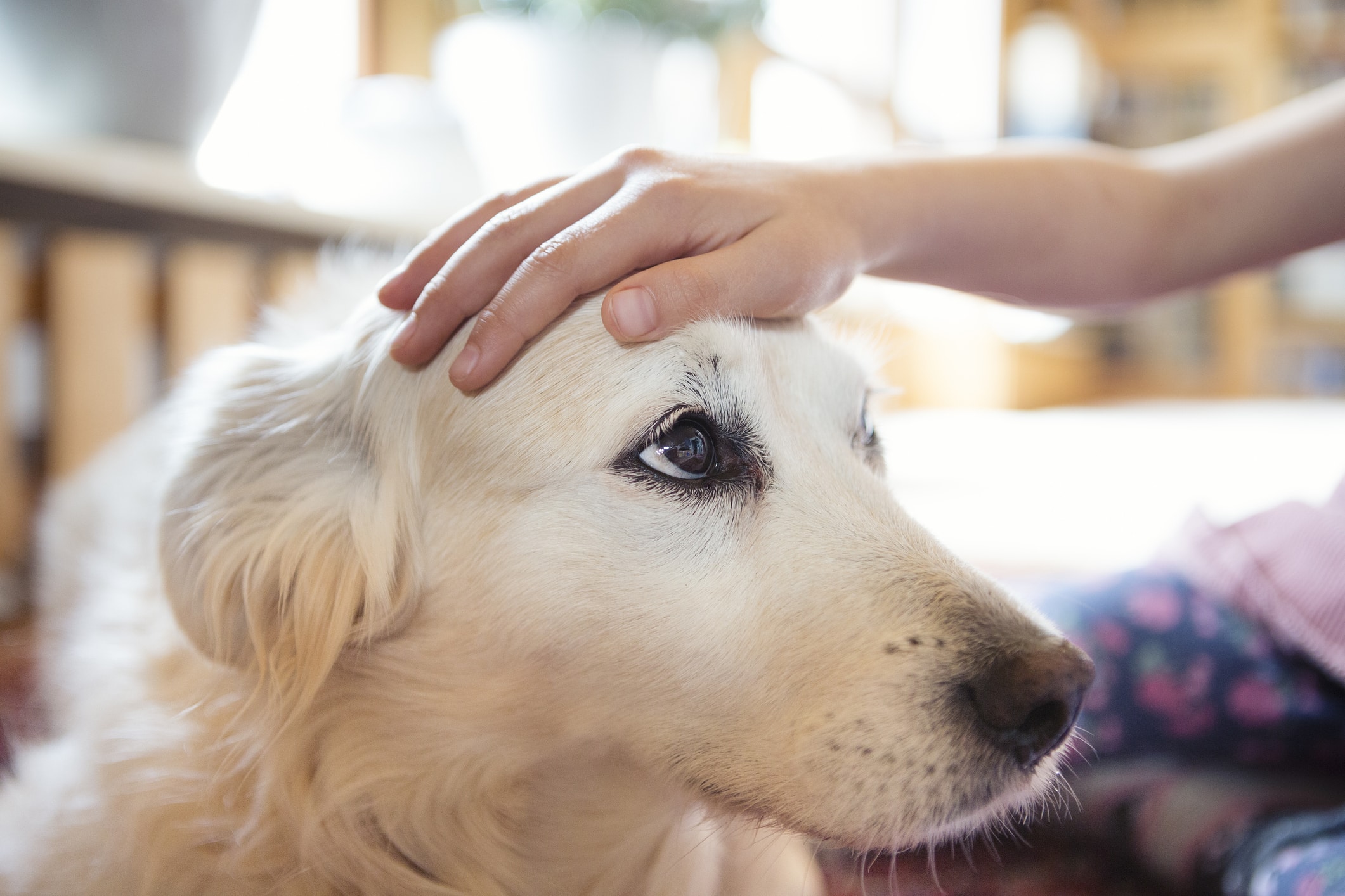 Retinal Dysplasia in Dogs: Symptoms, Causes, & Treatments
