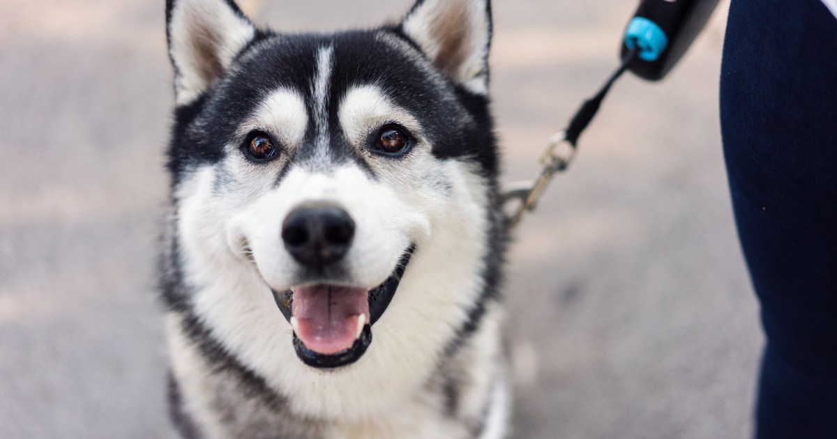 Mascot Backs Bill for Siberian Husky as Connecticut State Dog