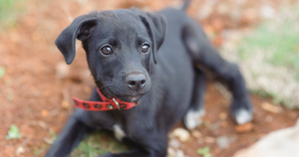 New Dog Law Proposal Prompts Backlash in Rockford