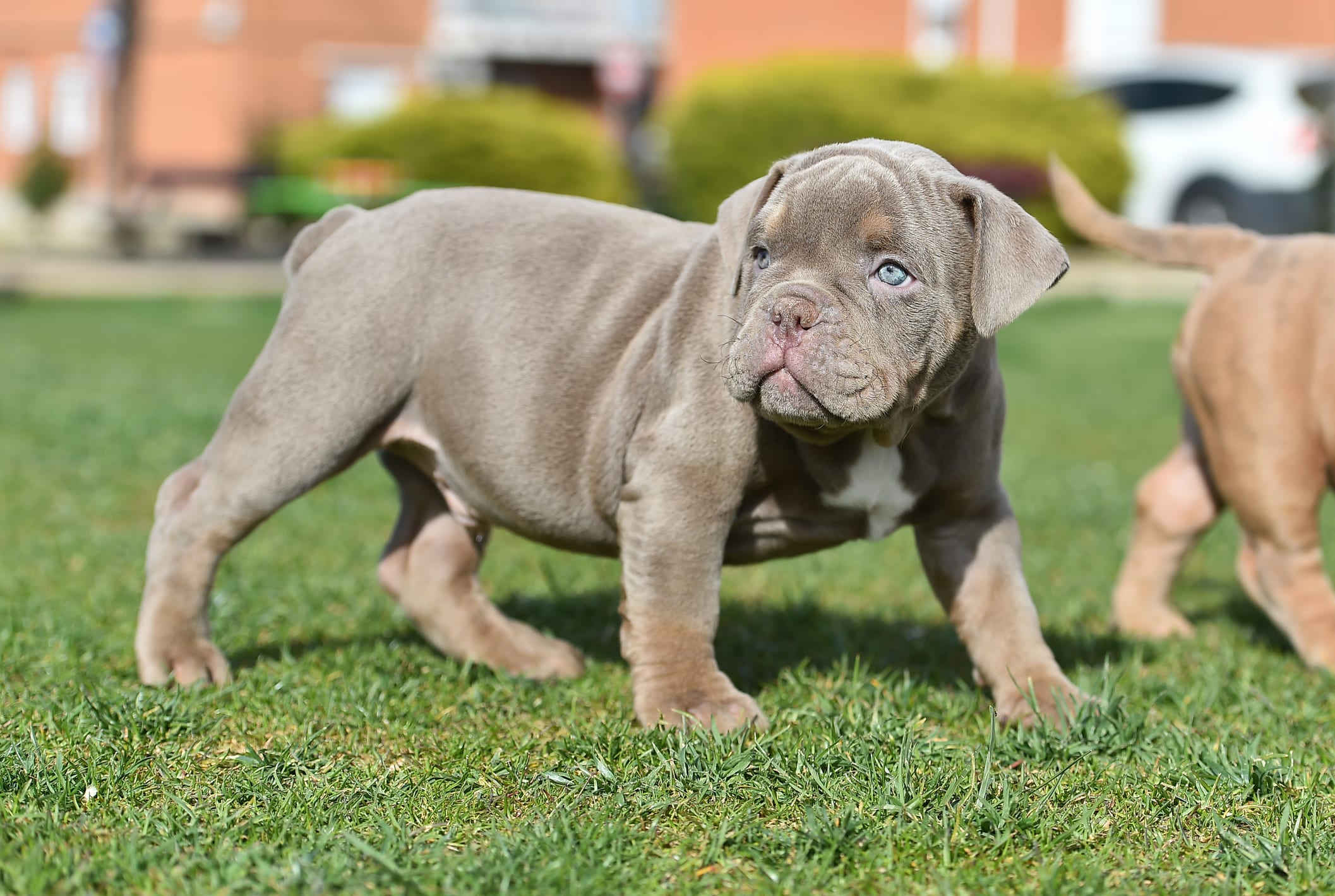 American Bully Puppy Pictures and Facts