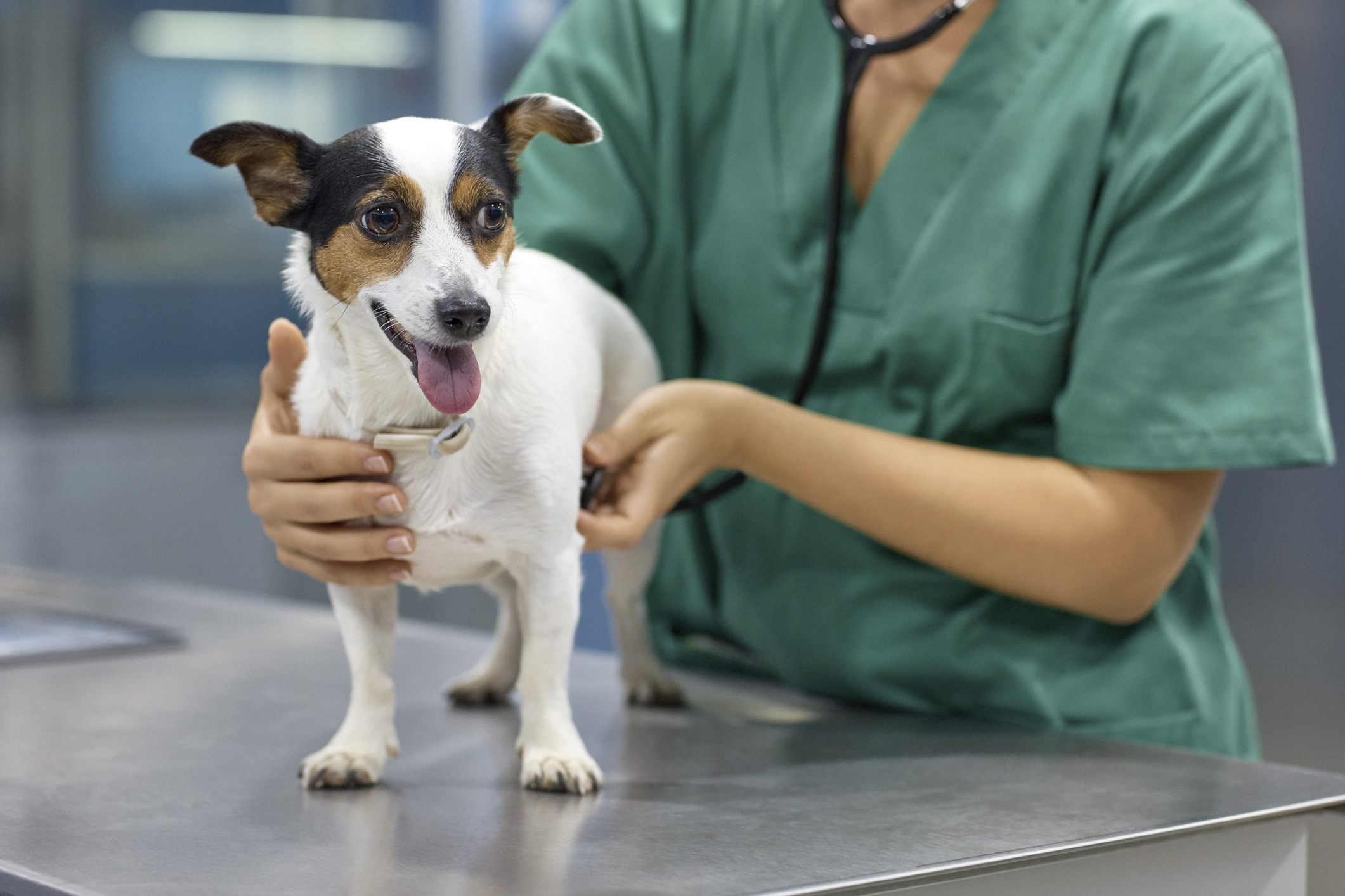 Streptococcus Zooepidemicus in Dogs: Symptoms, Causes, & Treatments