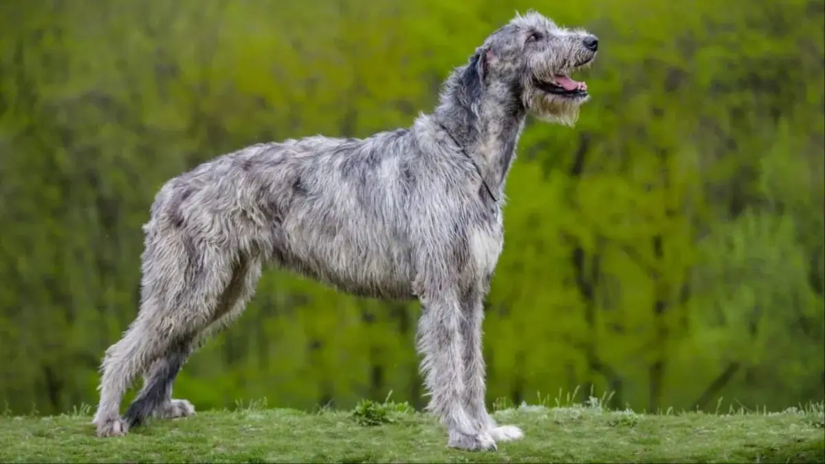Irish Wolfhound Dog Breed Information & Characteristics