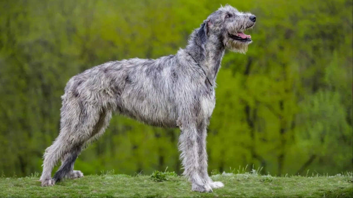 Irish Wolfhound Dog Breed Information & Characteristics