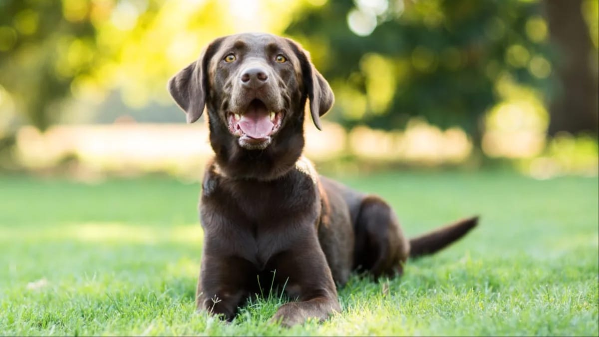 Chocolate Lab Info: Price, Life Span, Health Problems, and More - DogTime