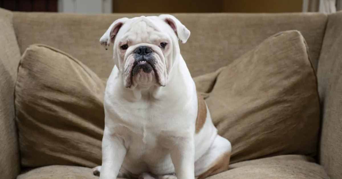 Bulldog Temperament: Are the Dogs Friendly?