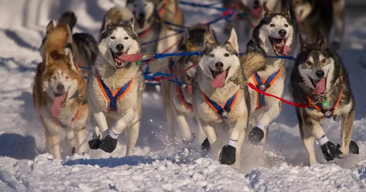 Iditarod Sled Dog Race: 2 Dogs Dead, PETA Calls for Cancellation