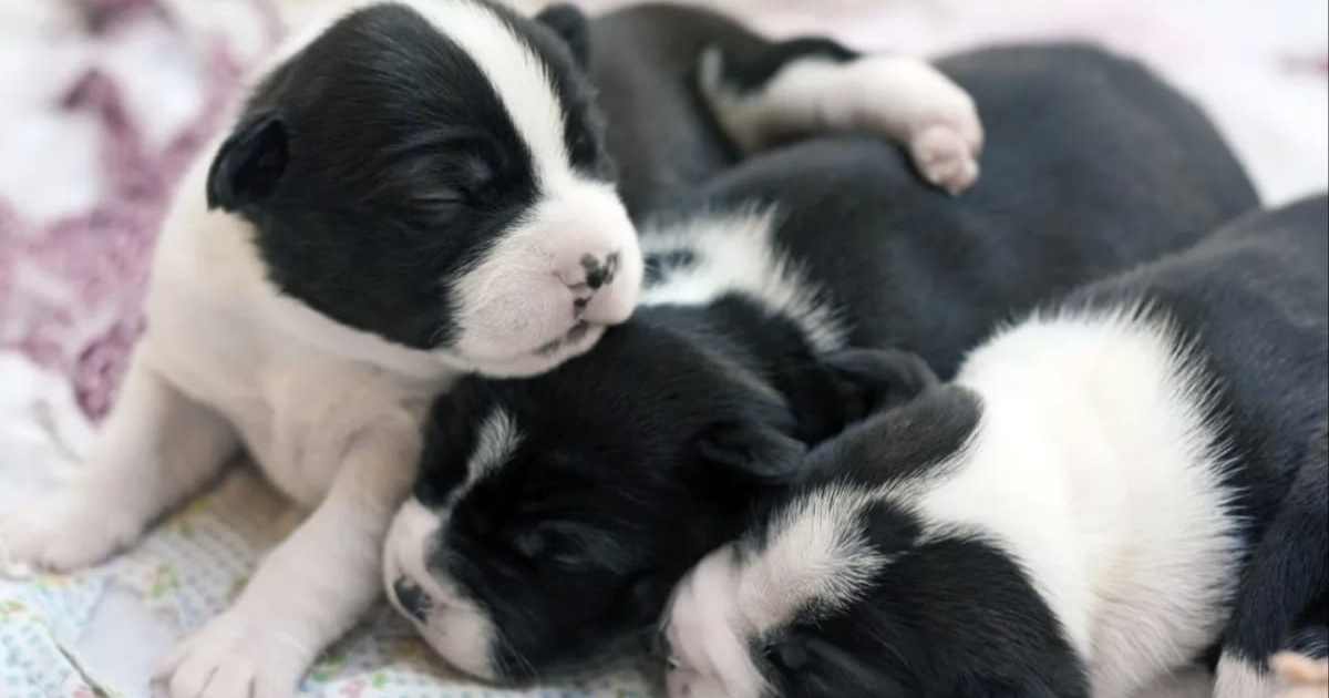 Puppy Smuggling Crackdown Debated by UK Government