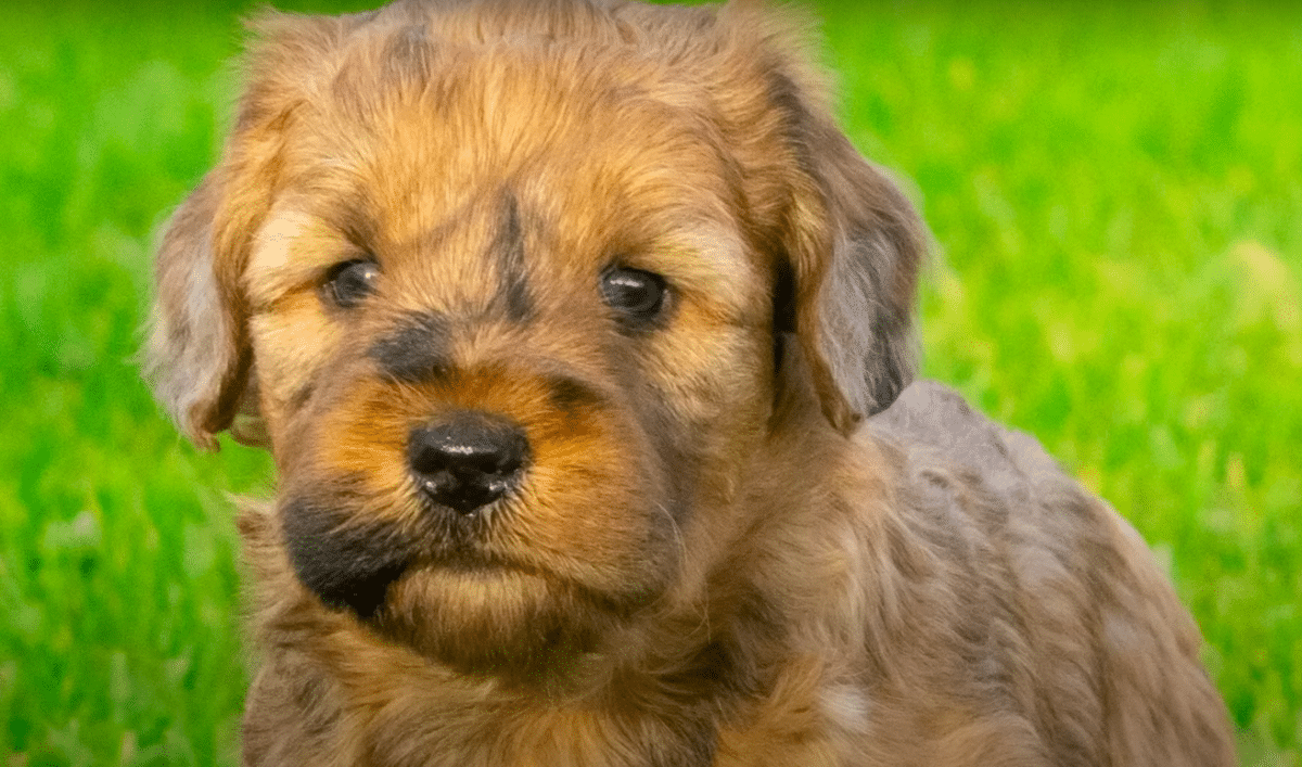 Whoodle Dog Breed Information & Characteristics