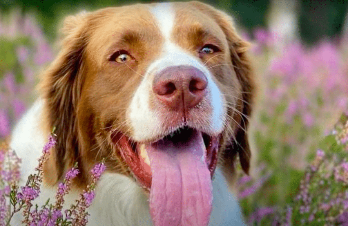 Drentsche Patrijshond Dog Breed Pictures, Characteristics, & Facts