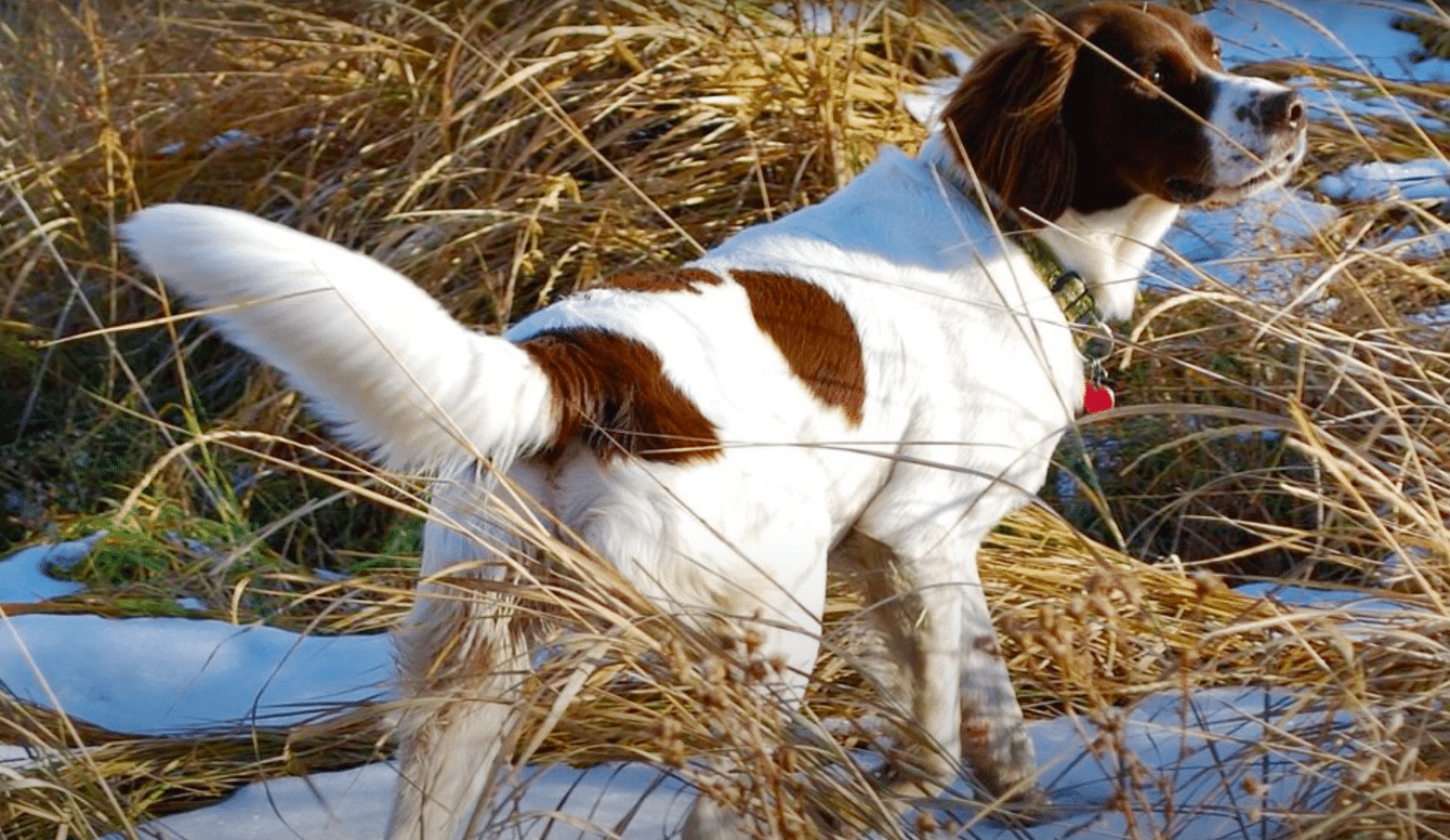 Drentsche Patrijshond Dog Breed Pictures, Characteristics, & Facts