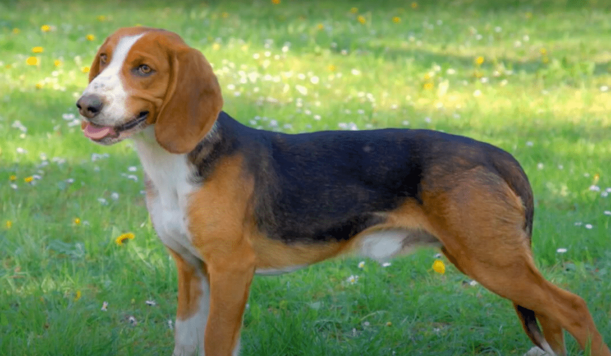 Deutsche Bracke Dog Breed Information