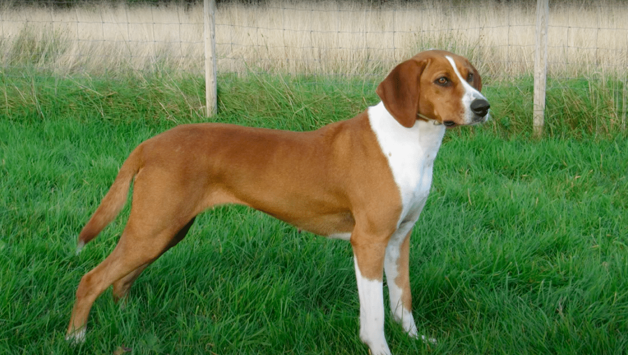 Deutsche Bracke Dog Breed Information