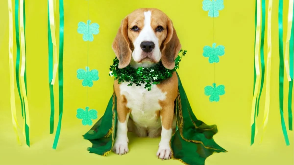 St. Patrick’s Day Puppy Party Hosted by Oklahoma Dog Rescue