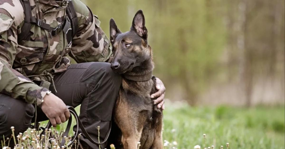 US Army Explosive Ordnance Disposal Teams Train With Military Working Dogs