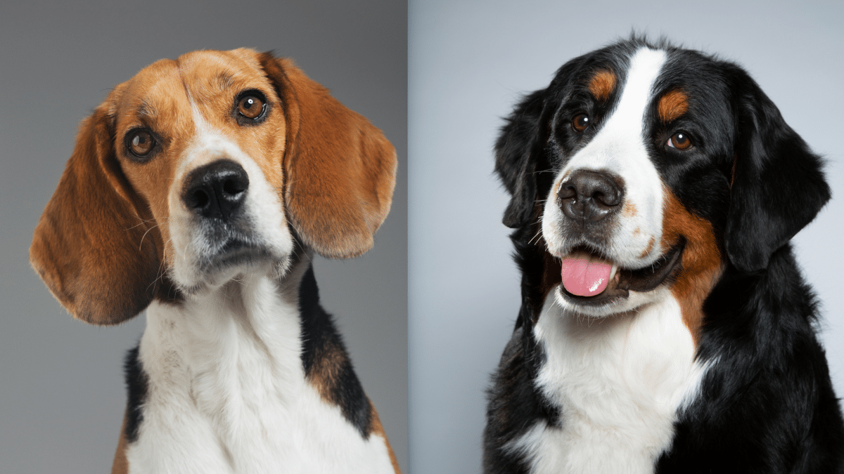 Bergle Dog Breed Information & Characteristics