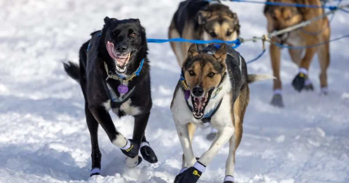 Iditarod Sled Dog Race Faces Financial Issues