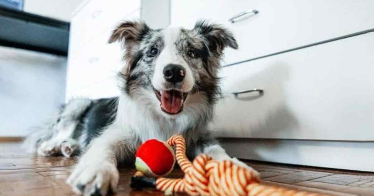 Study Finds Dogs Associate Words With Objects