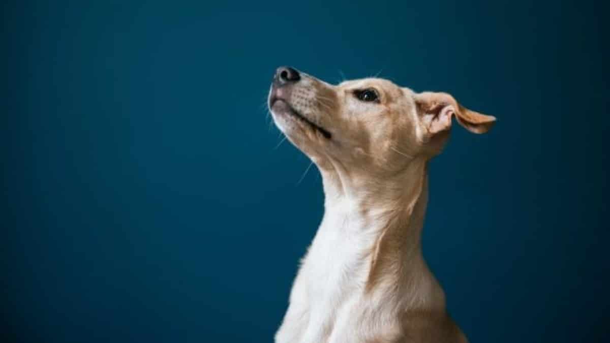Why Do Dogs Put Their Ears Back? Are They Happy or Scared?