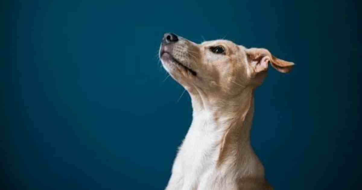Why Do Dogs Put Their Ears Back? Are They Happy or Scared?