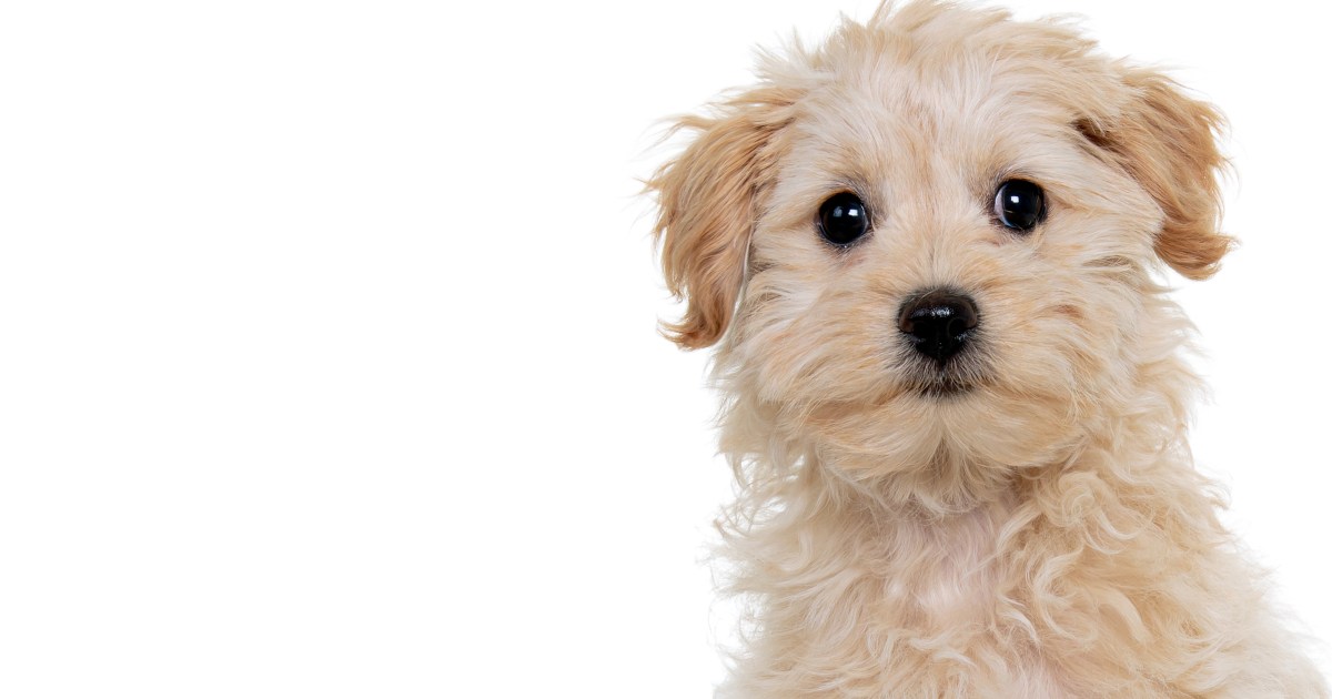 Chipoo Dog Breed Information & Characteristics