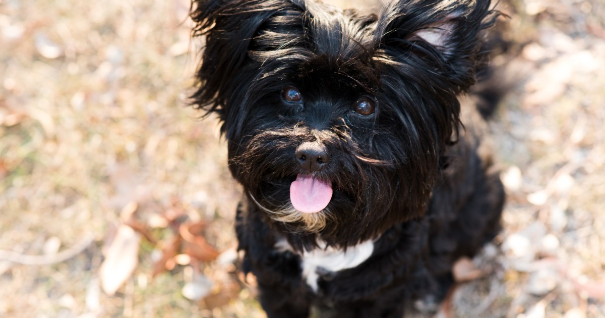 Lhasapoo Dog Breed Information & Characteristics