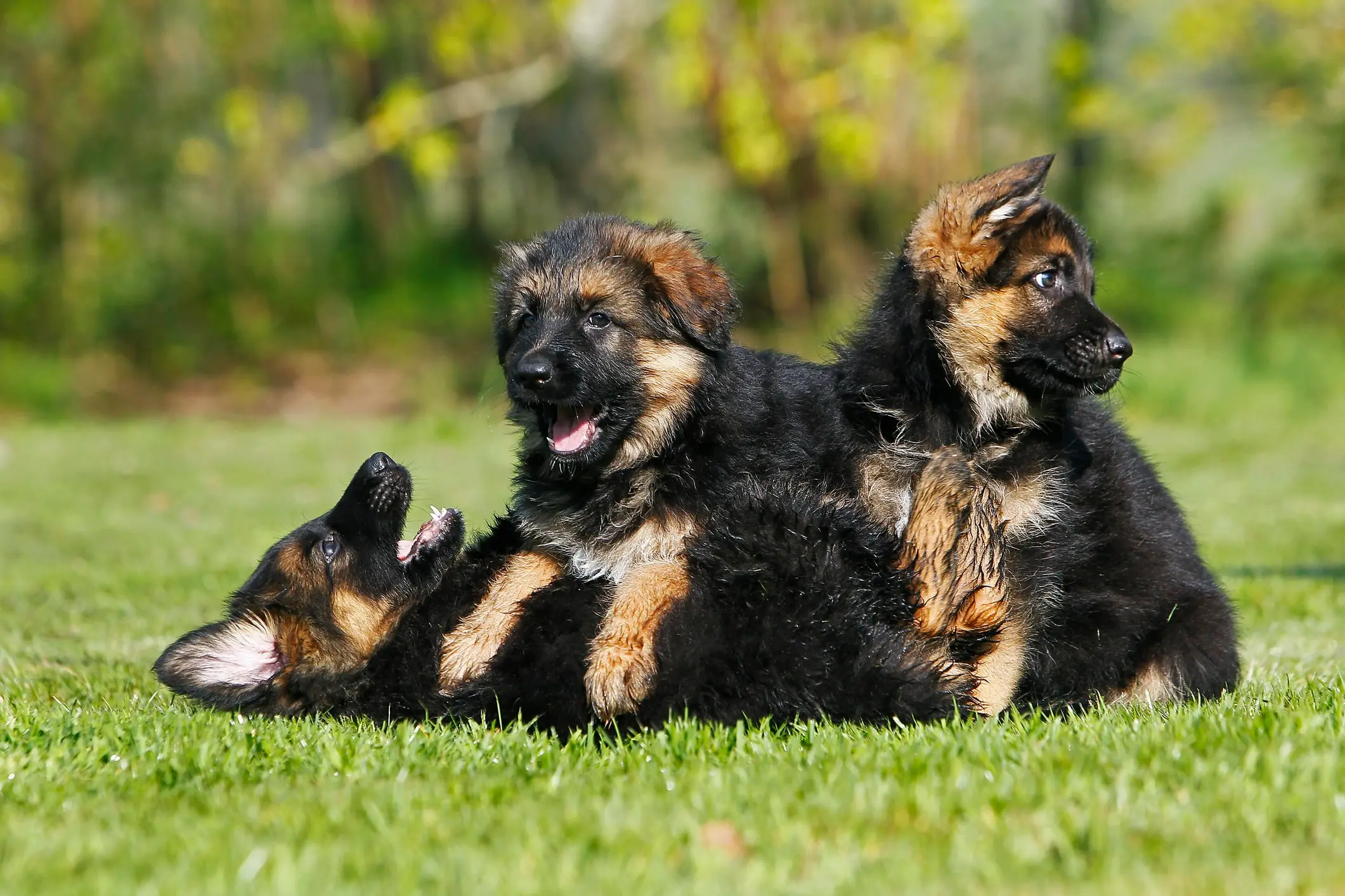 German Shepherd Puppy Pictures and Facts