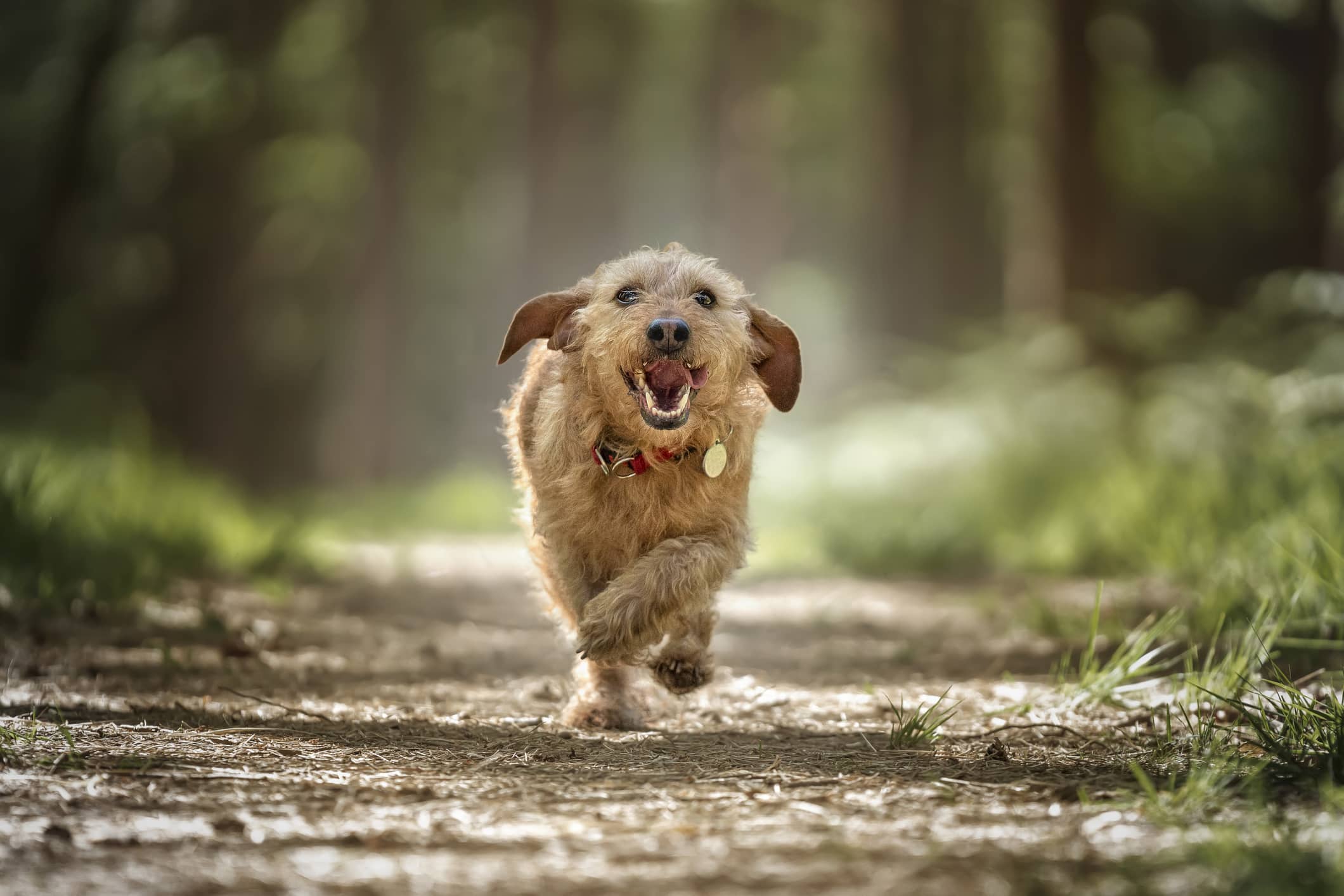 Popular Quiet Dog Breeds: Best Small Dogs for Apartments