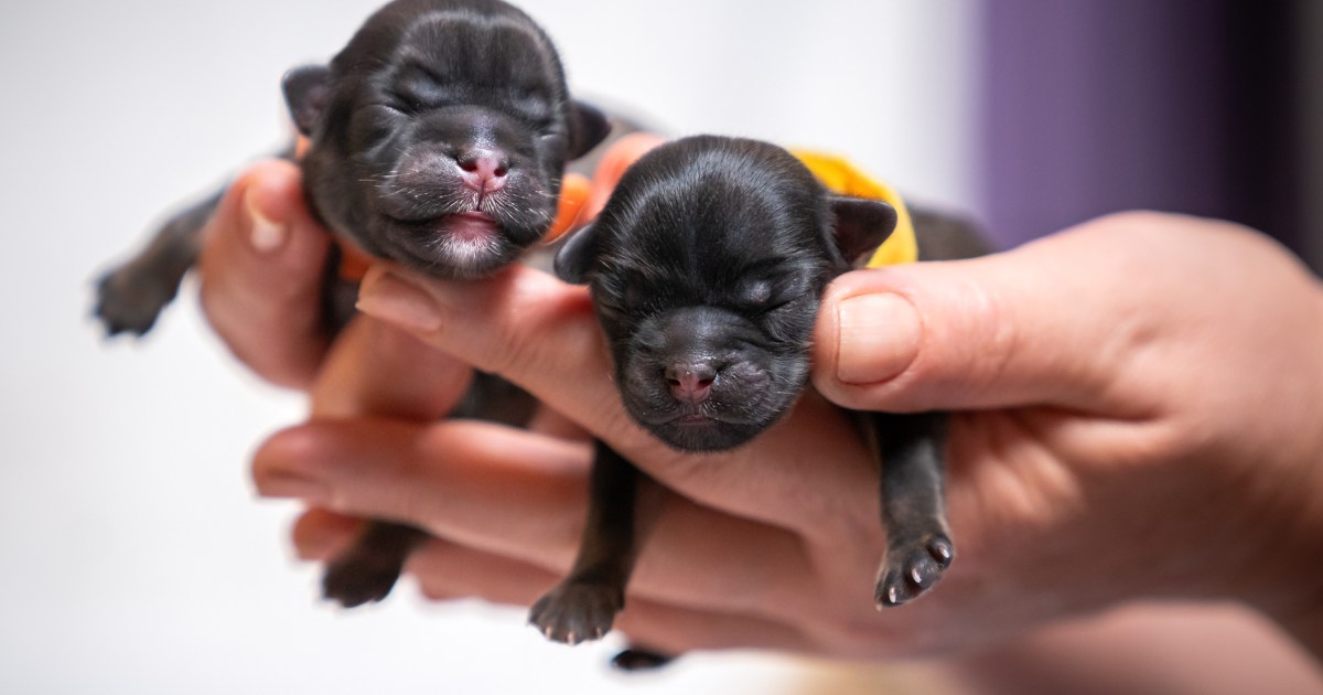 Dog Breeder Accused of Running Puppy 'Ponzi Scheme' in Ohio