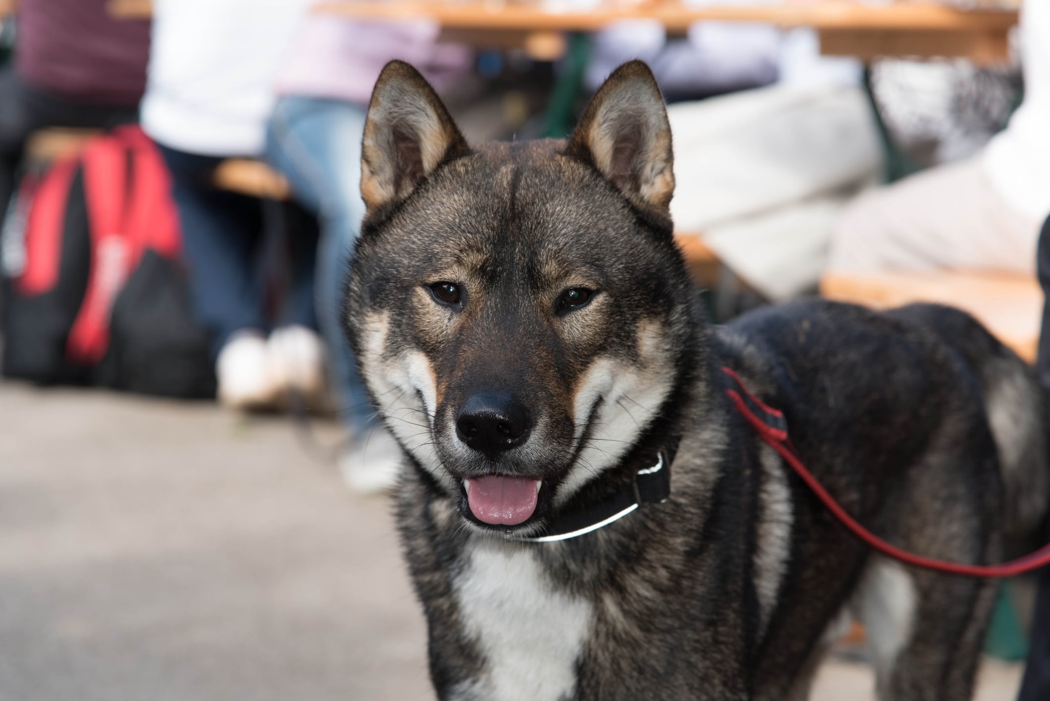Shikoku Dog Breed Information & Characteristics