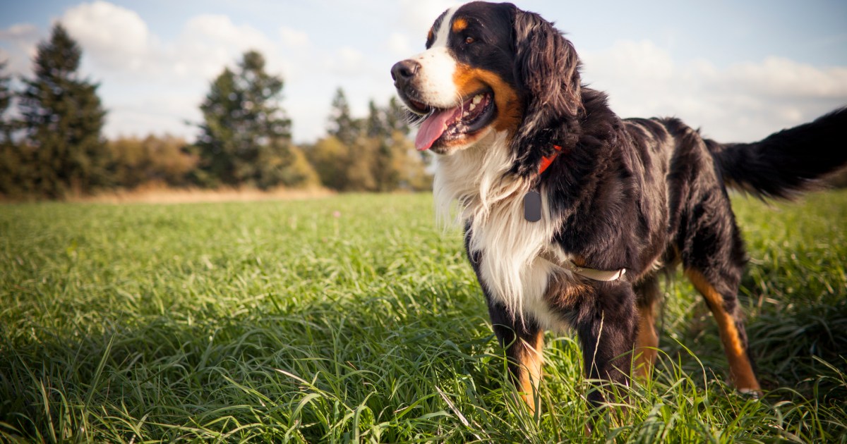 What Is The Working Dog Group?