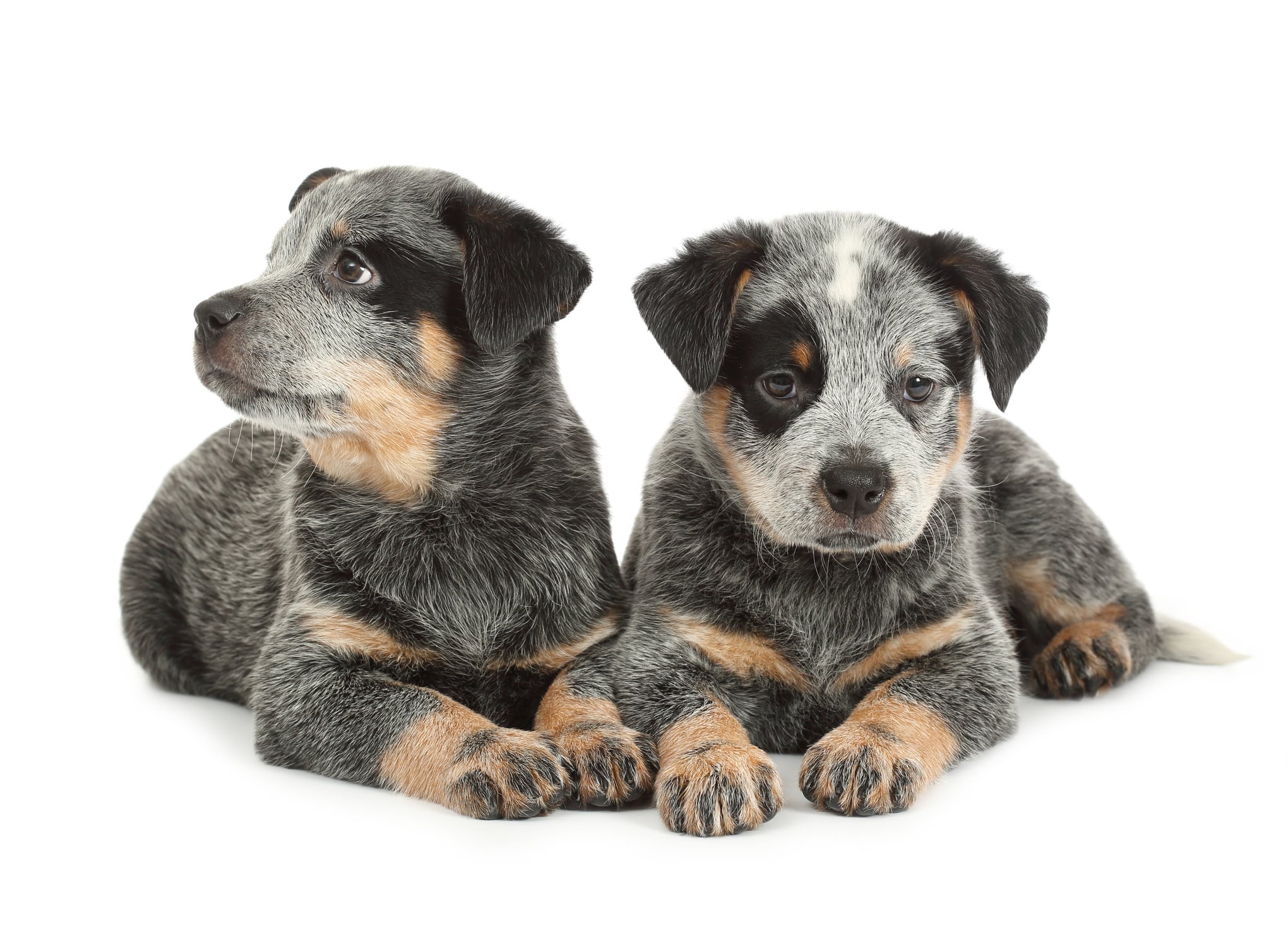 Australian Cattle Dog Puppy Pictures and Facts