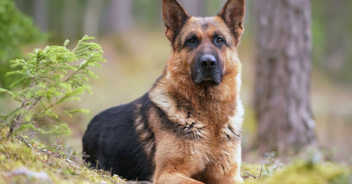 Pros and Cons of a German Shepherd Dog