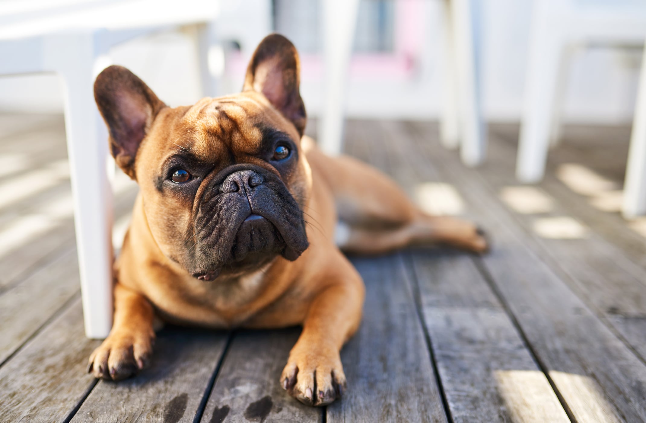 Calm Dog Breeds: The Calmest, Low-Energy, Lazy Dogs
