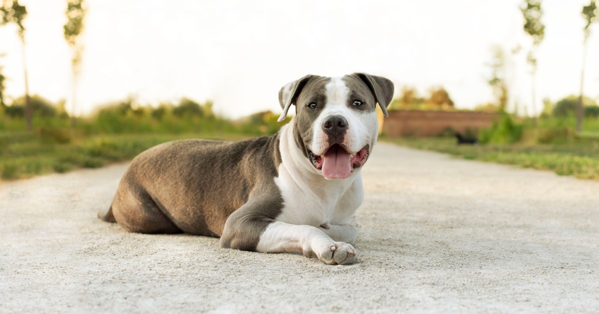 Pros and Cons of an American Pit Bull Terrier
