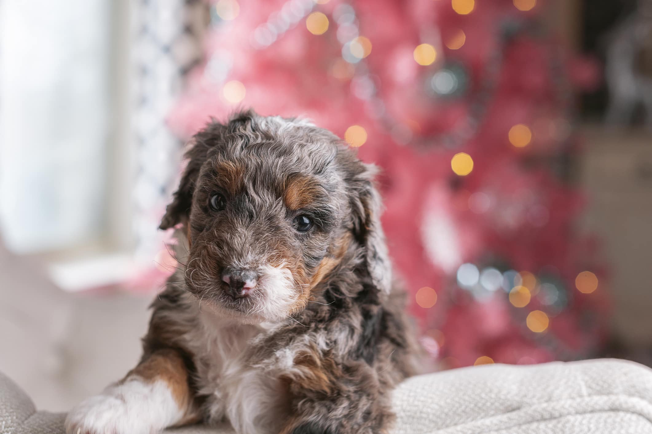 Mini Bernedoodle Puppy Pictures and Facts