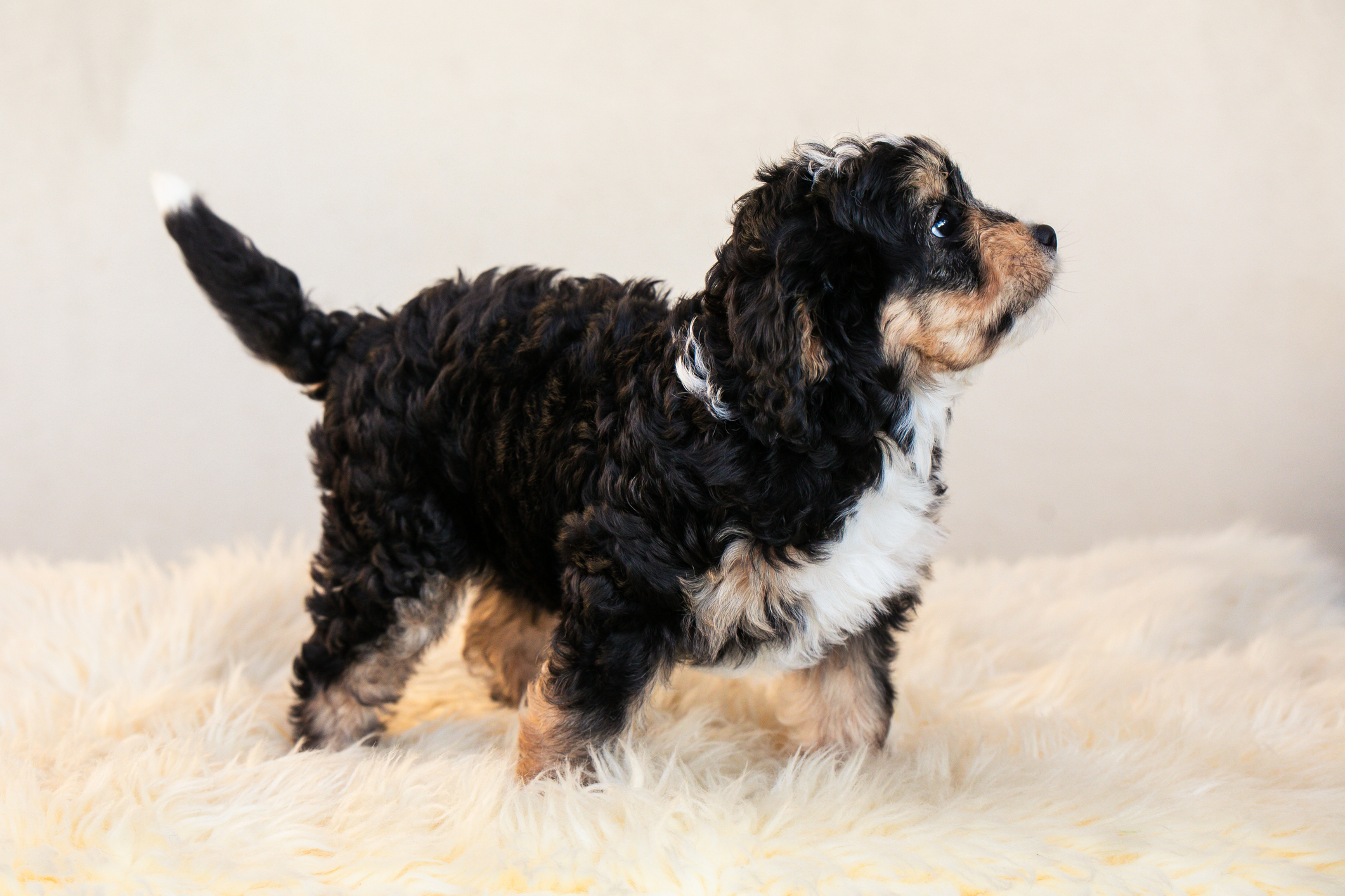 Mini Bernedoodle Puppy Pictures and Facts