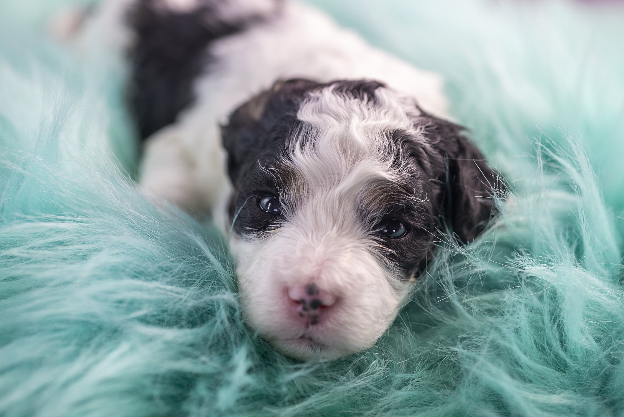 Mini Bernedoodle Puppy Pictures and Facts