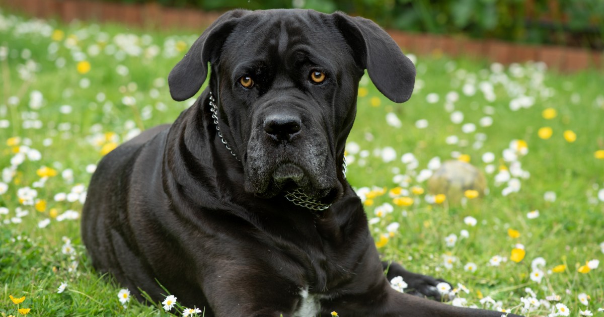 Pros and Cons of a Cane Corso
