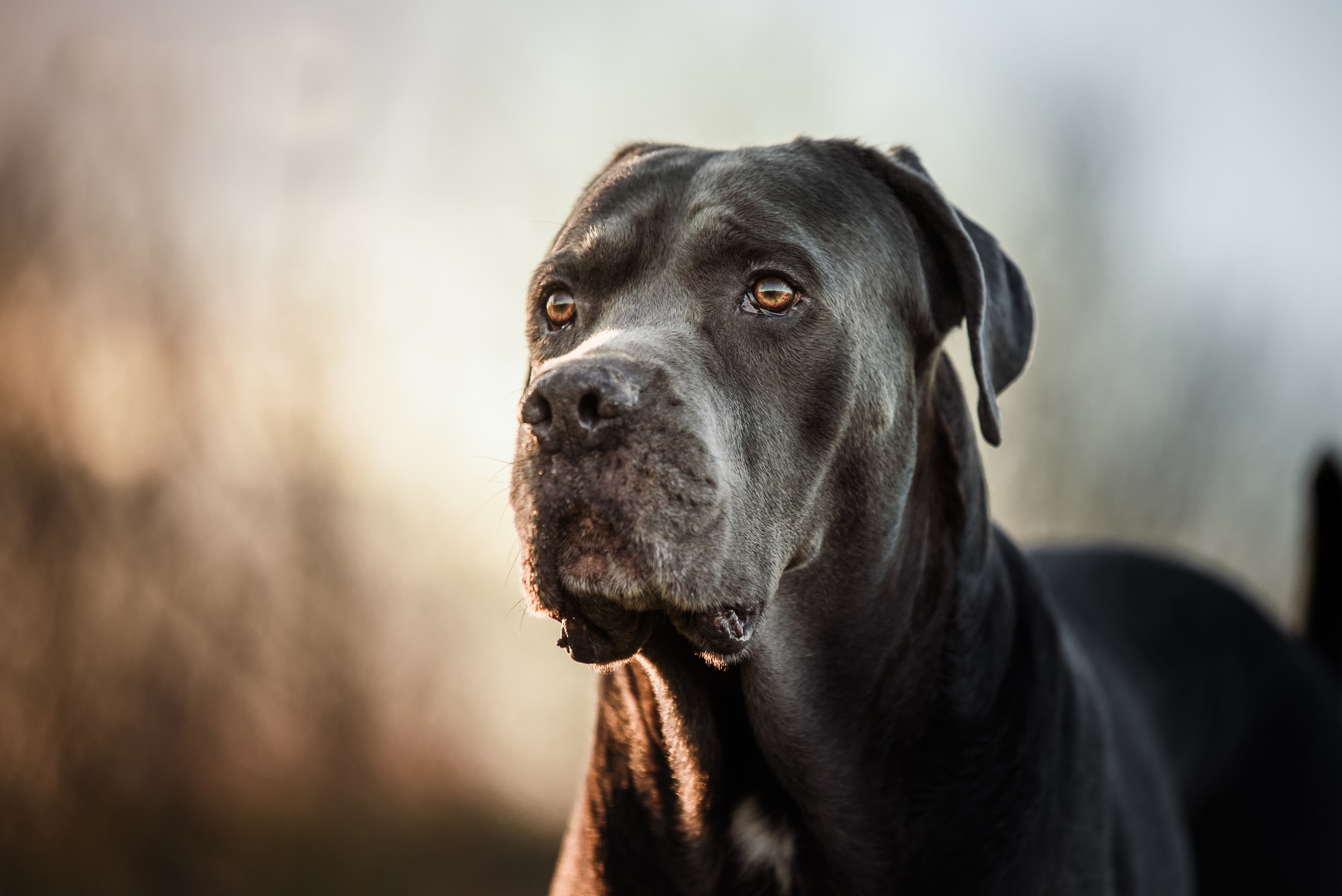 Pros and Cons of a Cane Corso