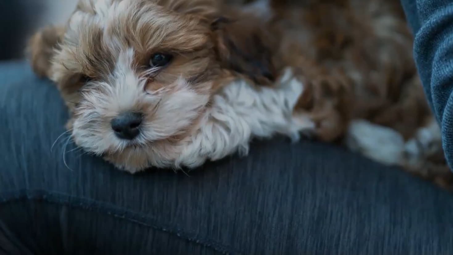 Havapoo Puppy Pictures and Facts