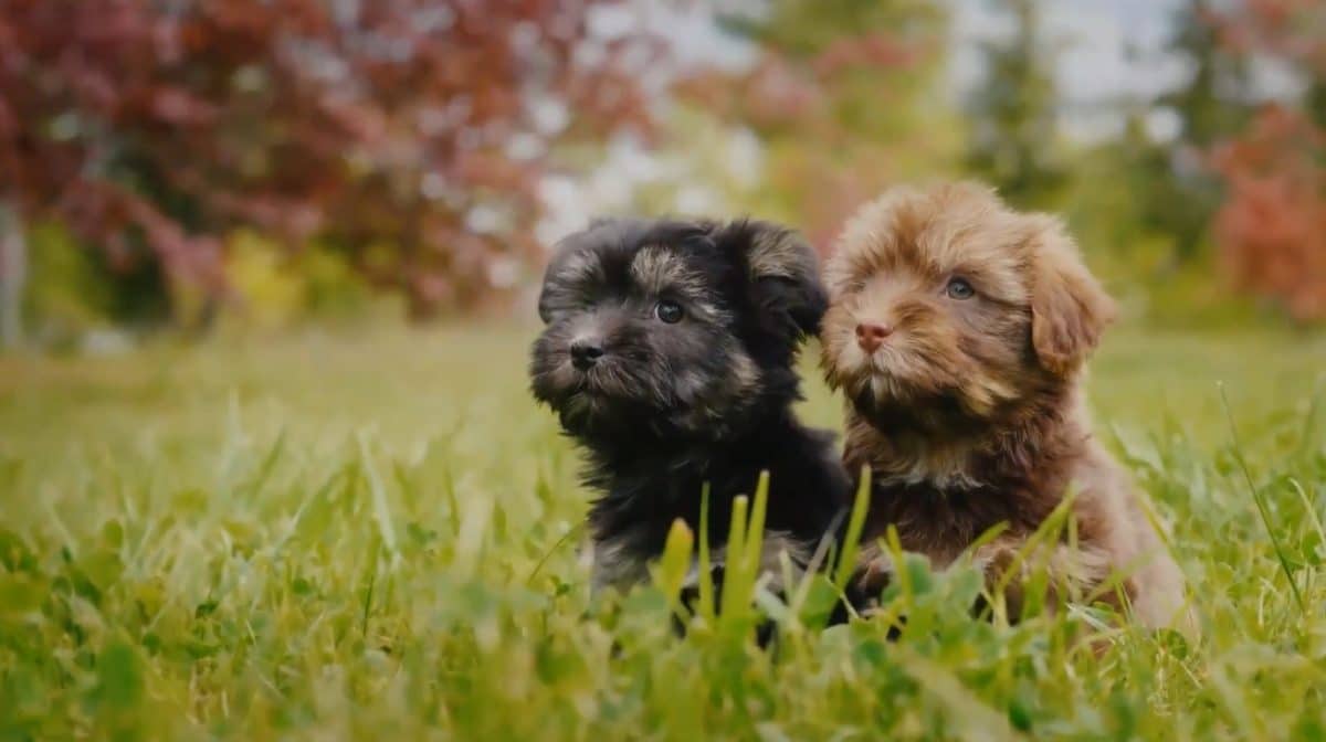 Havapoo Dog Breed Information & Characteristics