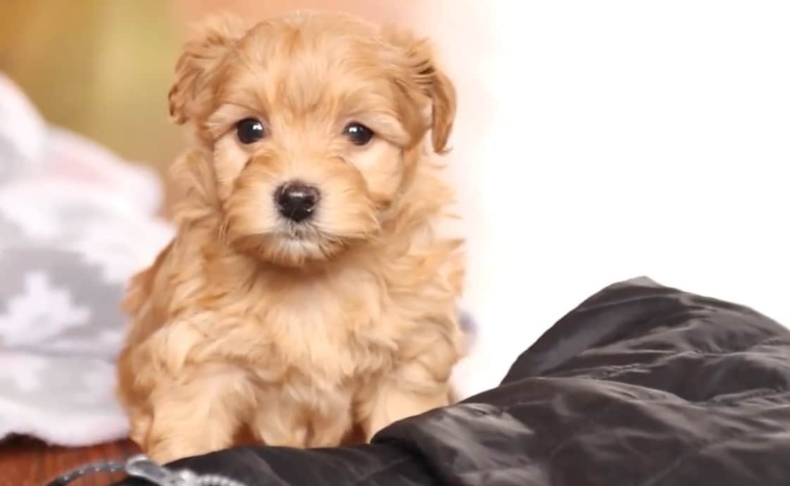 Havapoo Puppy Pictures and Facts