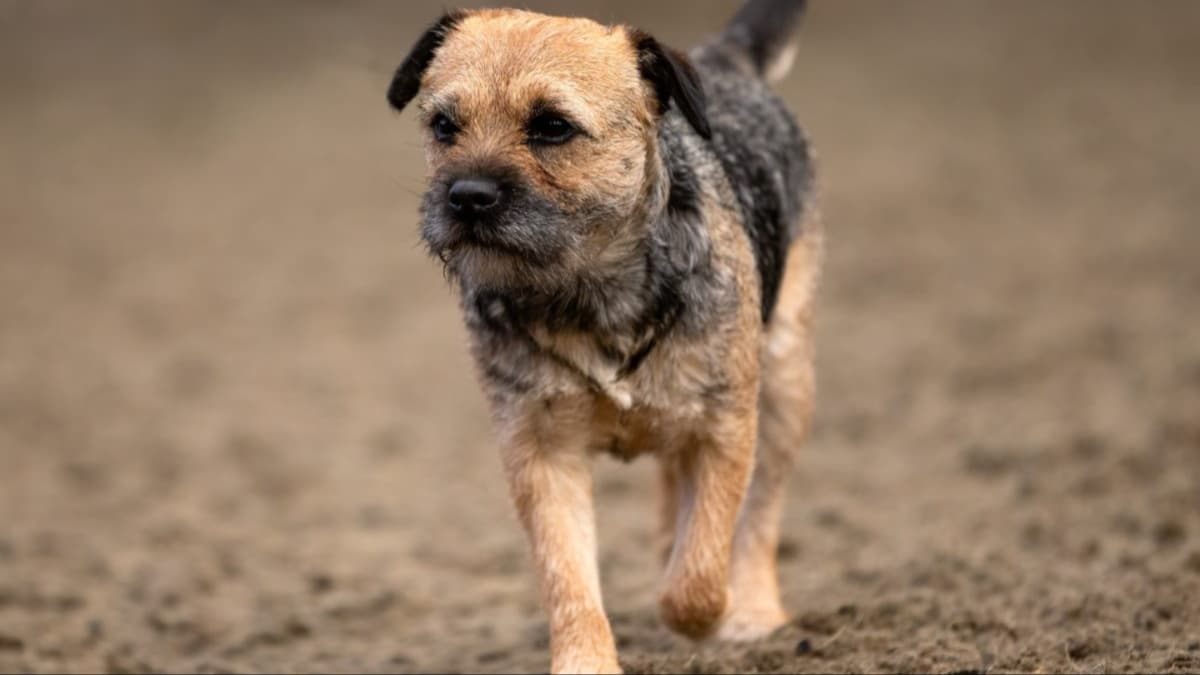 Dog Wandering California Streets Becomes Lopez vs. Lopez Star